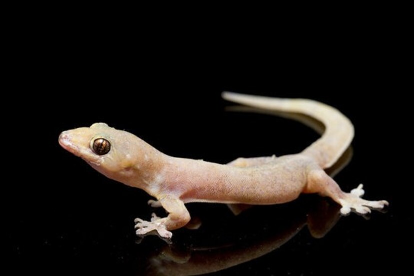 Lizard vastu | வீட்டில் பல்லி இருப்பது நல்லதா கெட்டதா? அவசியம் ...