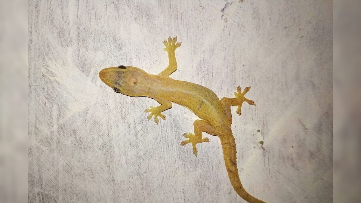 Palli Vilum Palan: பல்லி உடலில் எங்கே விழுந்தால் என்ன பலன் ...