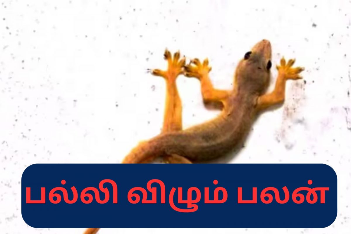 Palli Vilum Palan: பல்லி உடலில் எங்கே விழுந்தால் என்ன பலன் தெரிஞ்சுக்கோங்க!