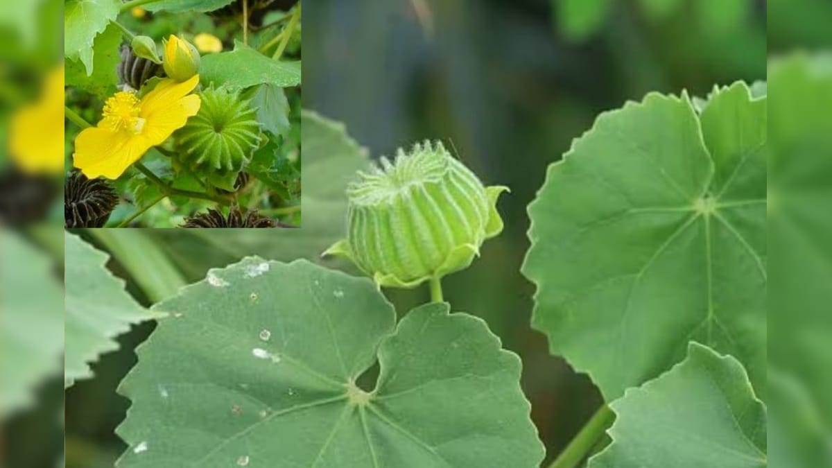 தெருவோரம் வளரும் துத்தி செடி சர்க்கரை நோயை சட்டுனு குறைச்சிடுமா ...