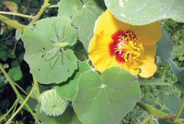 தெருவோரம் வளரும் துத்தி செடி சர்க்கரை நோயை சட்டுனு குறைச்சிடுமா ...