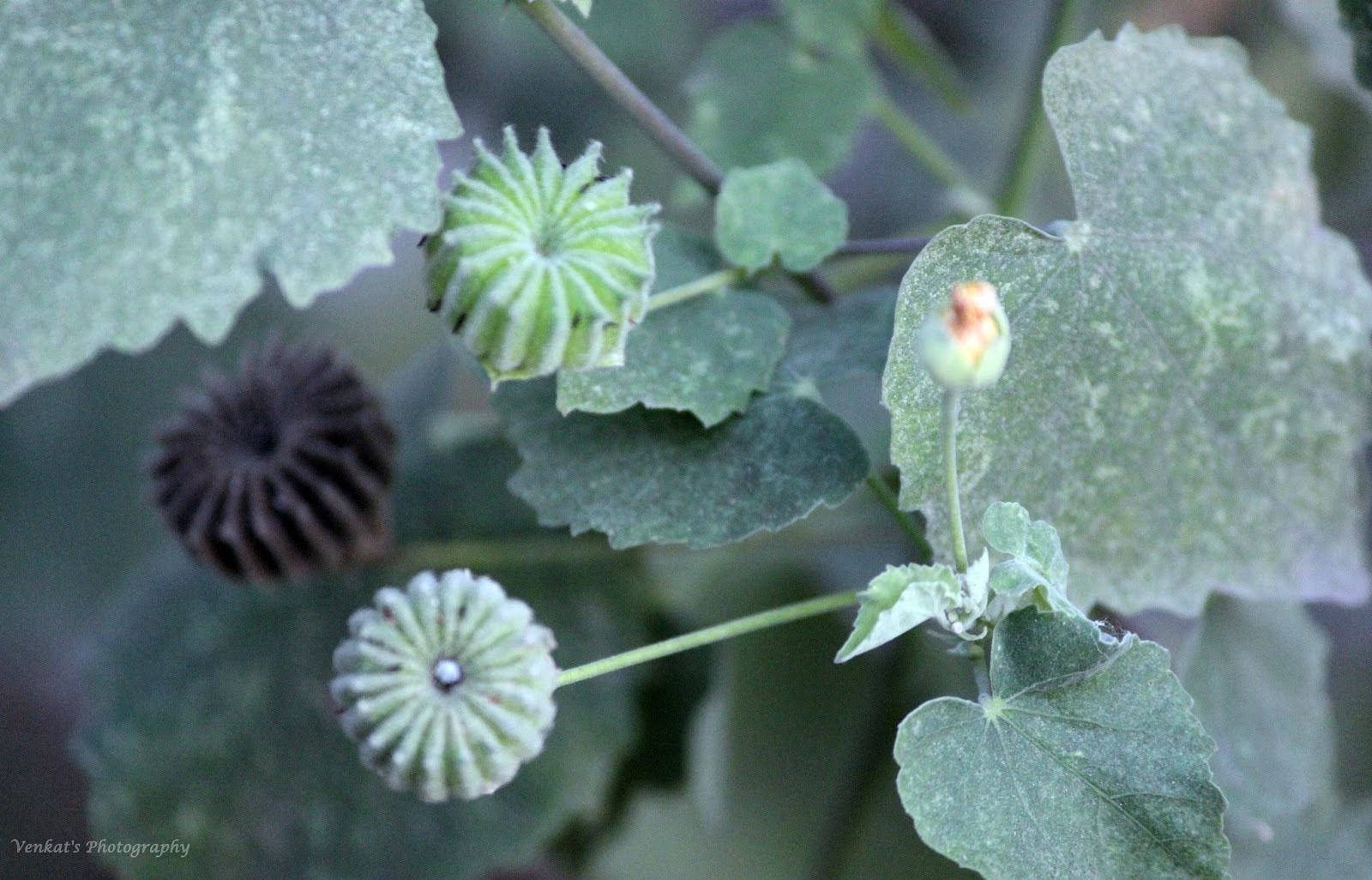 தெருவோரம் வளரும் துத்தி செடி சர்க்கரை நோயை சட்டுனு குறைச்சிடுமா ...