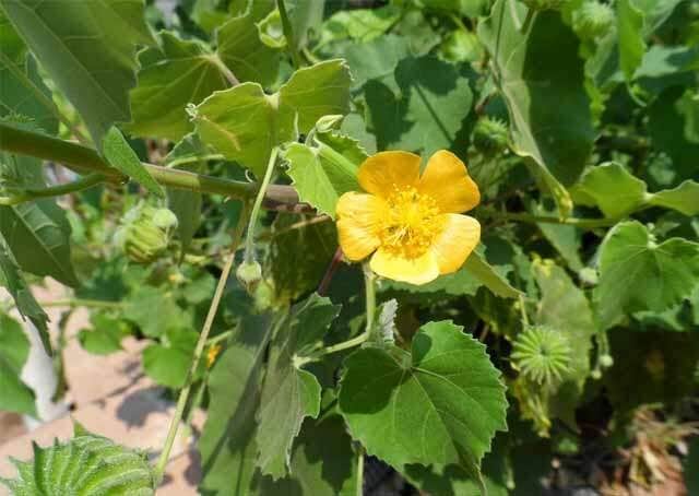 தெருவோரம் வளரும் துத்தி செடி சர்க்கரை நோயை சட்டுனு குறைச்சிடுமா ...