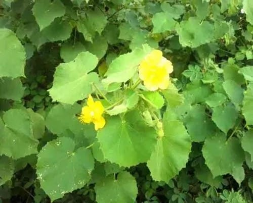 தெருவோரம் வளரும் துத்தி செடி சர்க்கரை நோயை சட்டுனு குறைச்சிடுமா ...