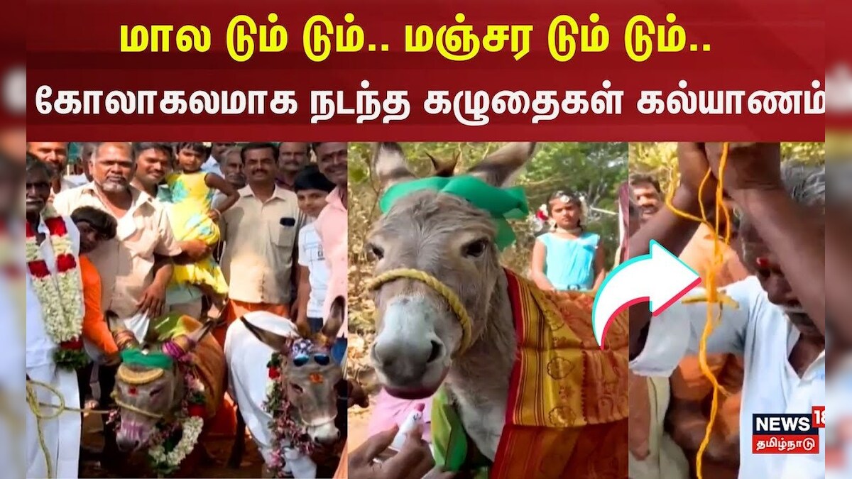 கோலாகலமாக நடந்த கழுதைகள் கல்யாணம் | Coimbatore | Donkey Marriage | N18V