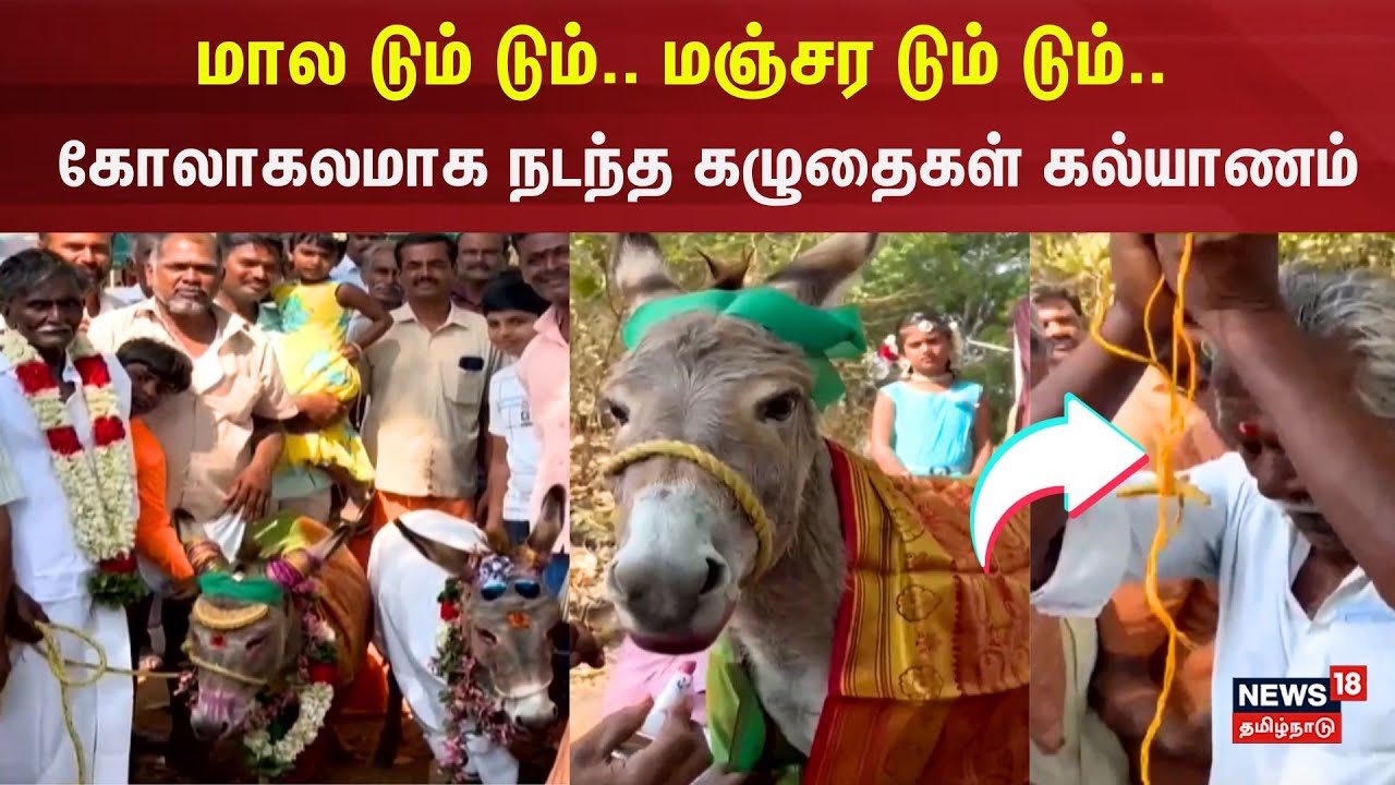 கோலாகலமாக நடந்த கழுதைகள் கல்யாணம் | Coimbatore | Donkey Marriage | N18V ...