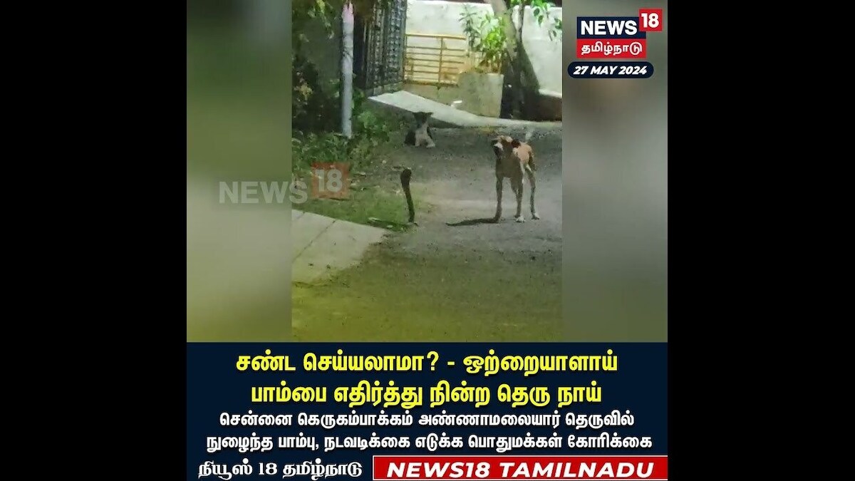 சண்ட செய்யலாமா? - ஒற்றையாளாய் பாம்பை எதிர்த்து நின்ற தெரு நாய் | Chennai | Dog | Snake Fight | N18S