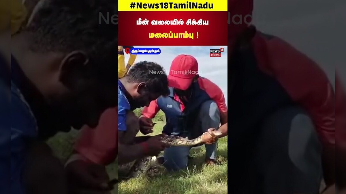 மீன் வலையில் சிக்கியமலைப்பாம்பு! | Thiruparankundram | Tamil Nadu | Python | Snake | N18S