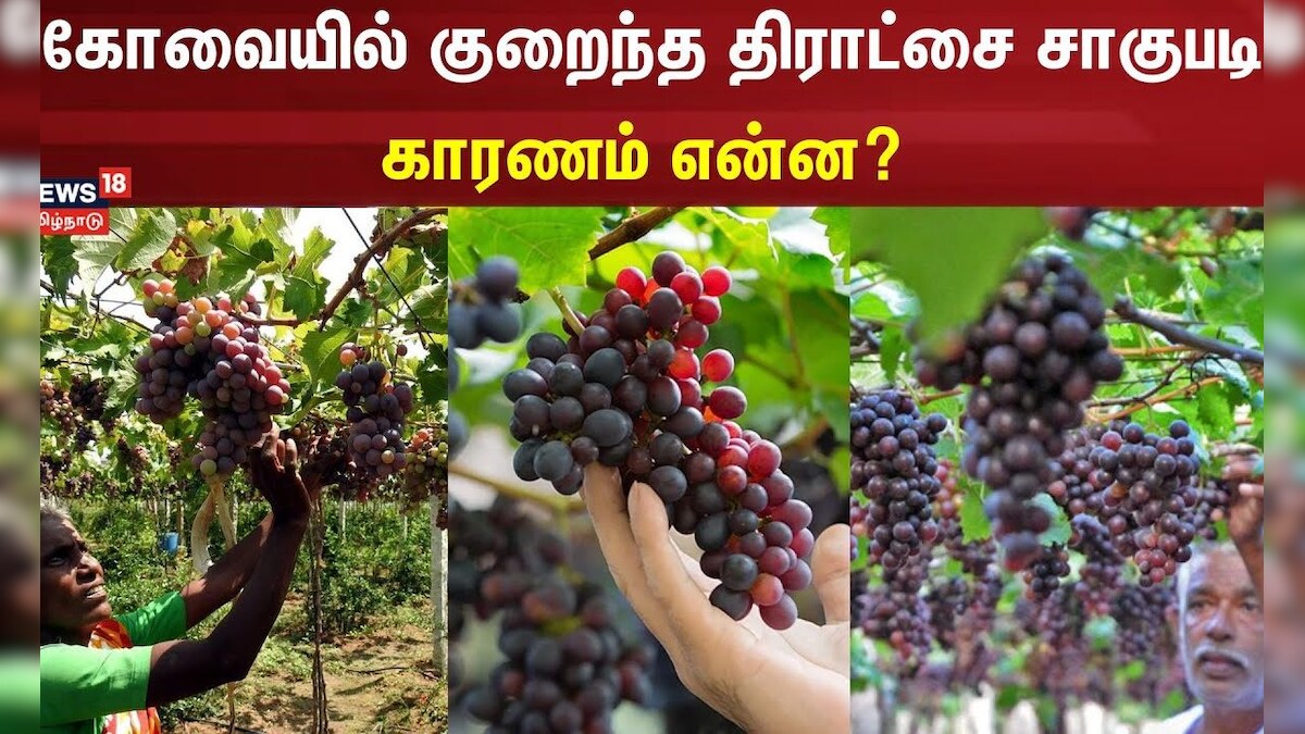 Coimbatore | கோவையில் குறைந்த திராட்சை சாகுபடி - காரணம் என்ன? | Grapes Farming | Today News ...