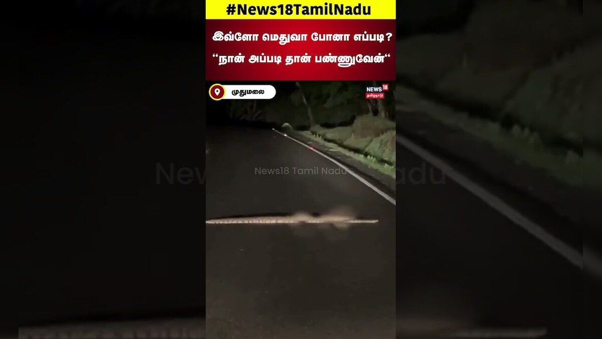 Python Snake Croses Road | யப்பா கொஞ்சம் இரு நான் போய்க்கிறேன் - ஊர்ந்து சென்ற மலைப்பாம்பு | N18S