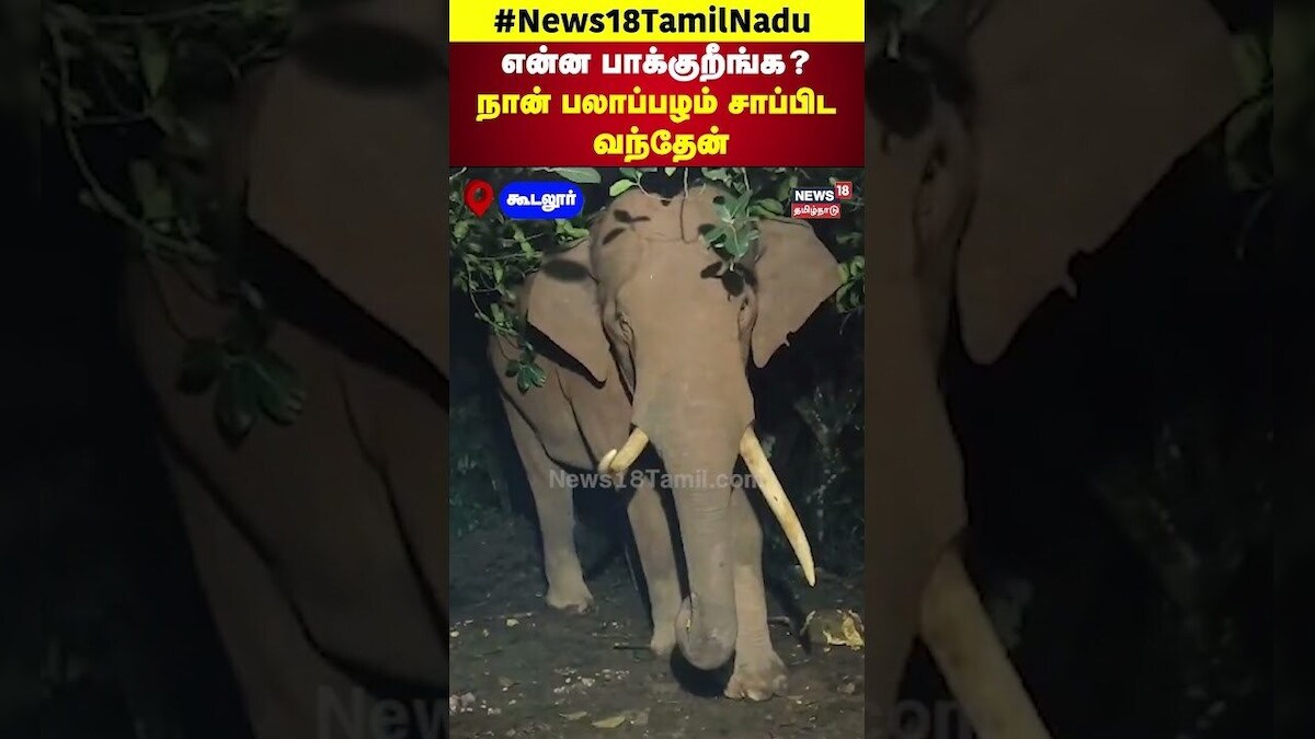 என்ன பாக்குறீங்க? நான் பலாப்பழம் சாப்பிட வந்தேன் | Elephant | Jack ...
