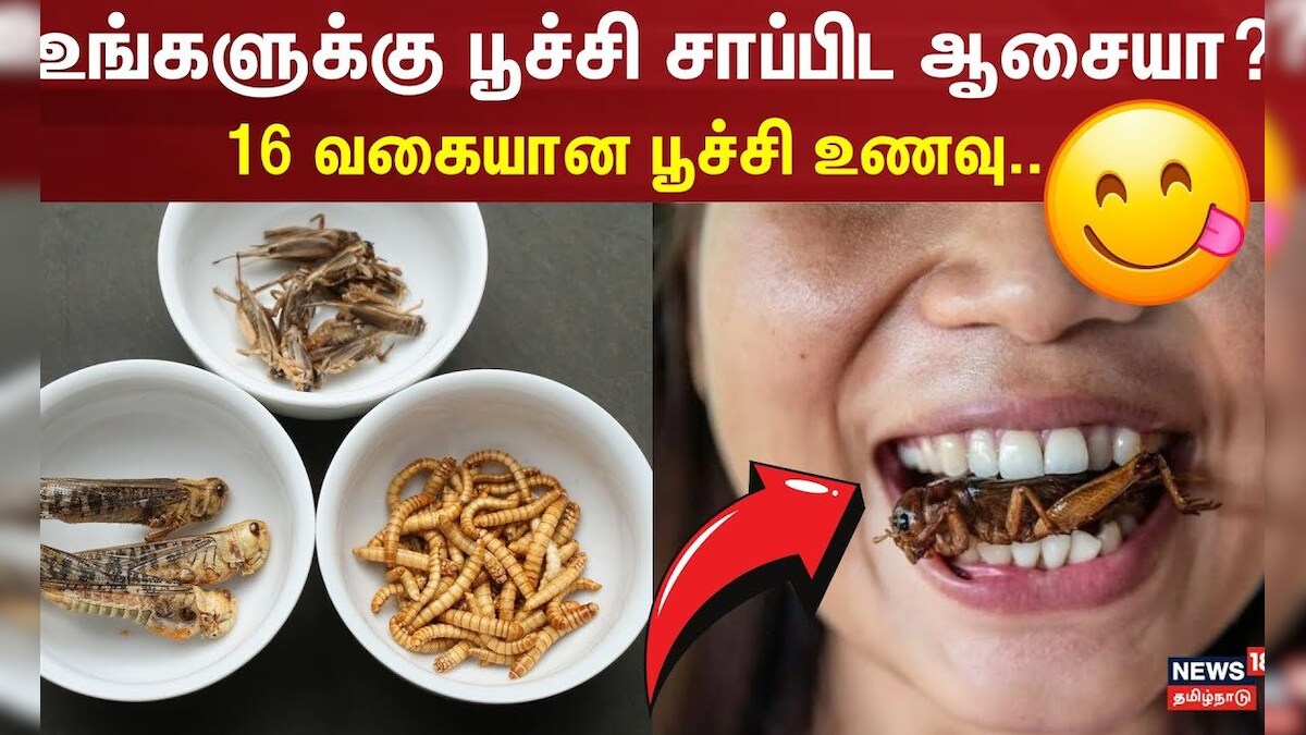 உங்களுக்கு பூச்சி சாப்பிட ஆசையா? 16 வகையான பூச்சி உணவு | 16 insect ...