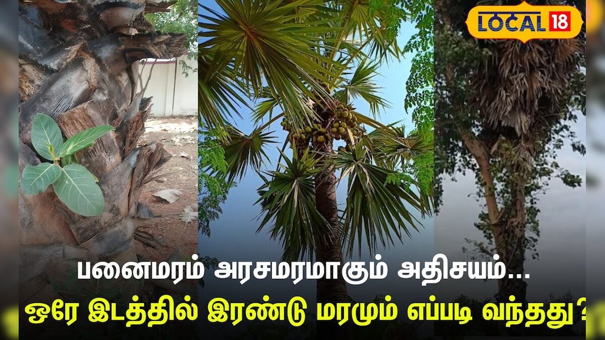 Arasamaram | பனைமரம் அரசமரமாகும் அதிசயம்... ஒரே இடத்தில் இரண்டு மரமும் ...