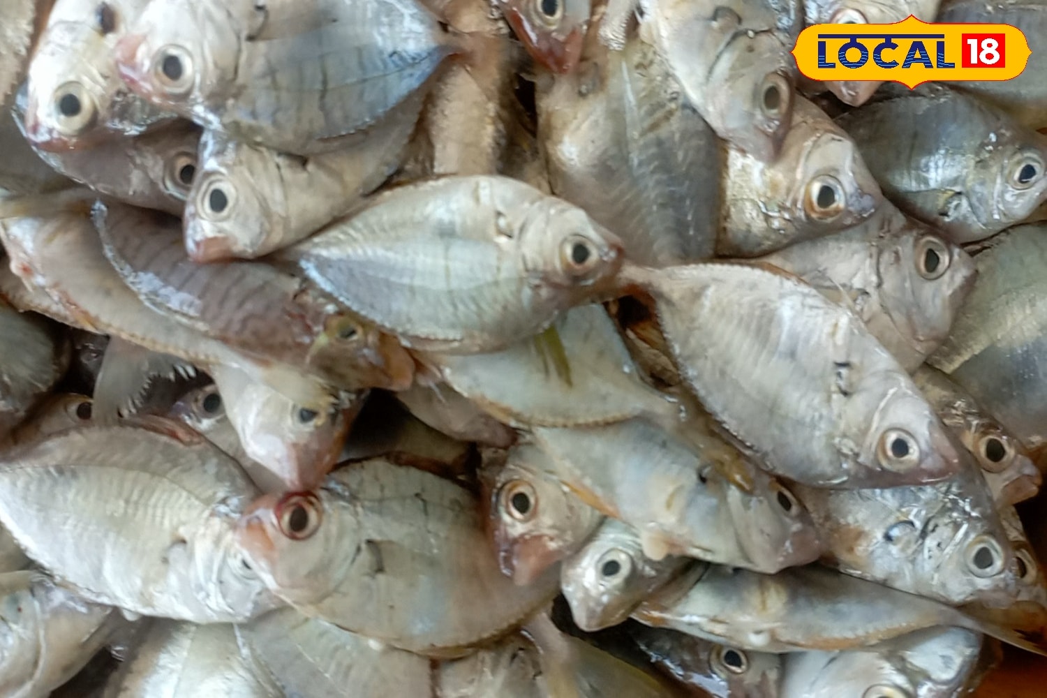 மருத்துவ குணம் கொட்டி கிடக்கும் காரல் மீன் - கடல் வகை உணவின் பொக்கிஷம்... – News18 தமிழ்