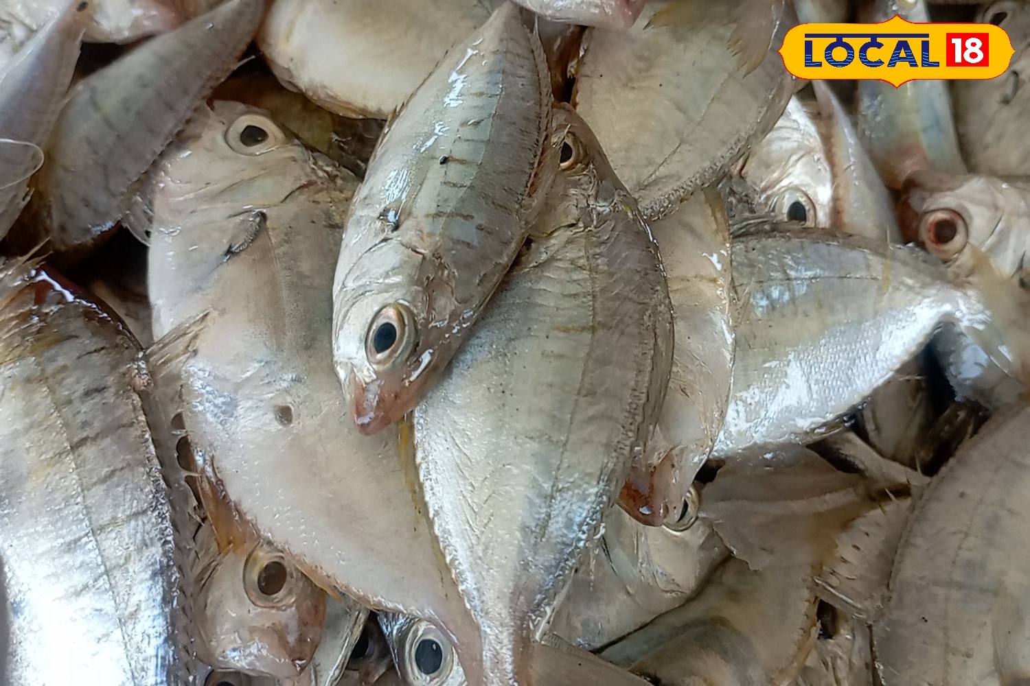 மருத்துவ குணம் கொட்டி கிடக்கும் காரல் மீன் - கடல் வகை உணவின் பொக்கிஷம்... – News18 தமிழ்