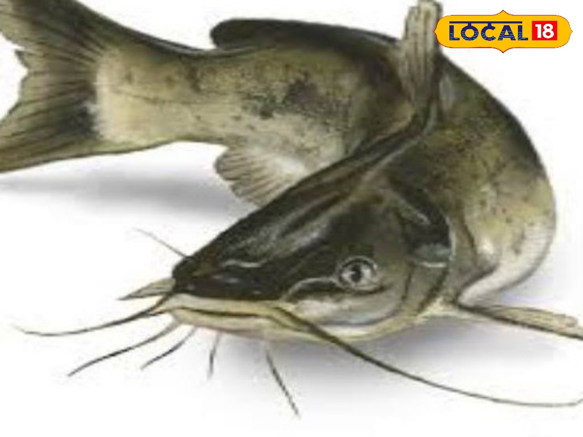 மீன் பிரியர்களே உஷார் : உயிருக்கே ஆபத்து... தப்பி தவறி கூட இந்த மீன் ...