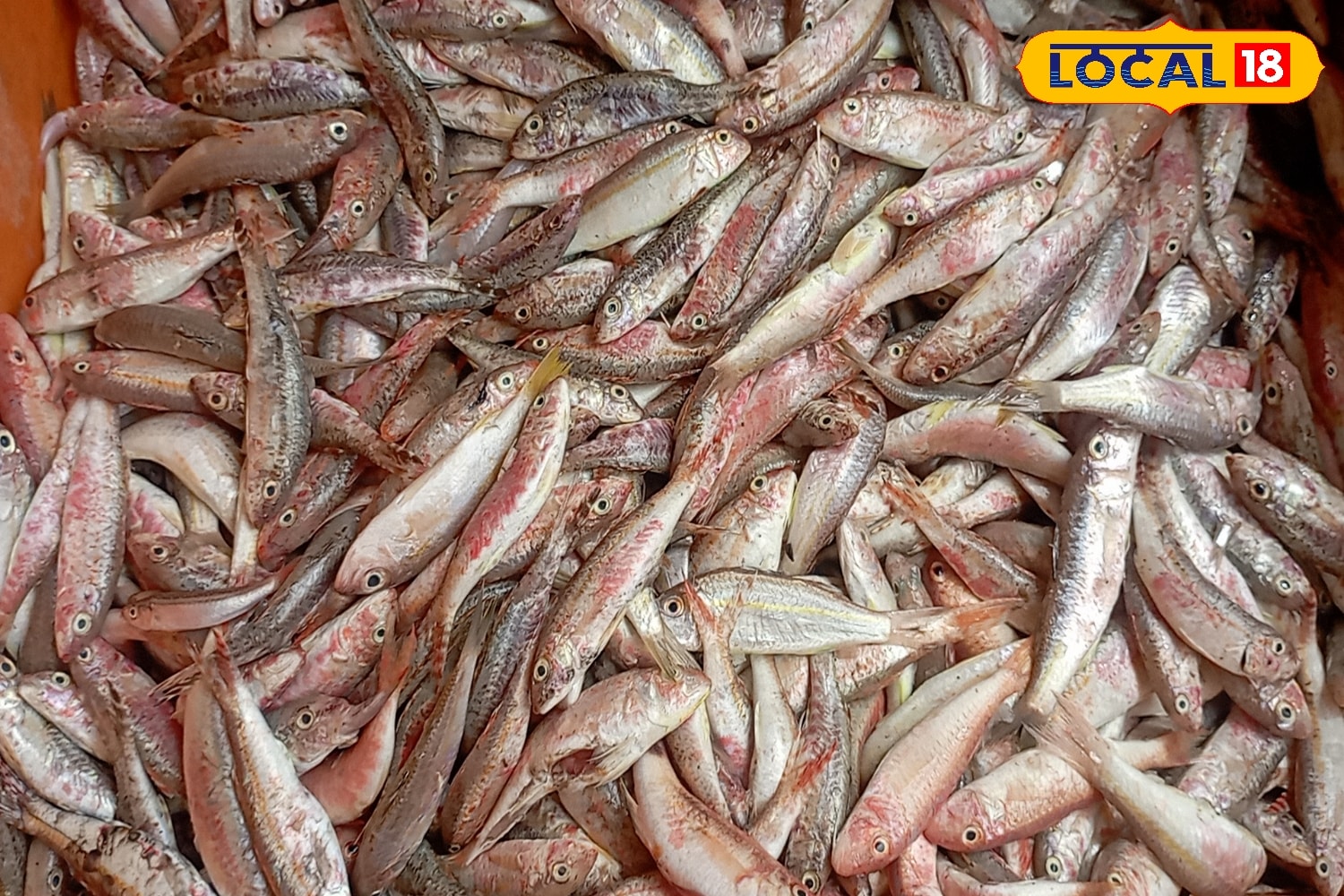 மீன் பிரியர்களே உஷார் : உயிருக்கே ஆபத்து... தப்பி தவறி கூட இந்த மீன் ...