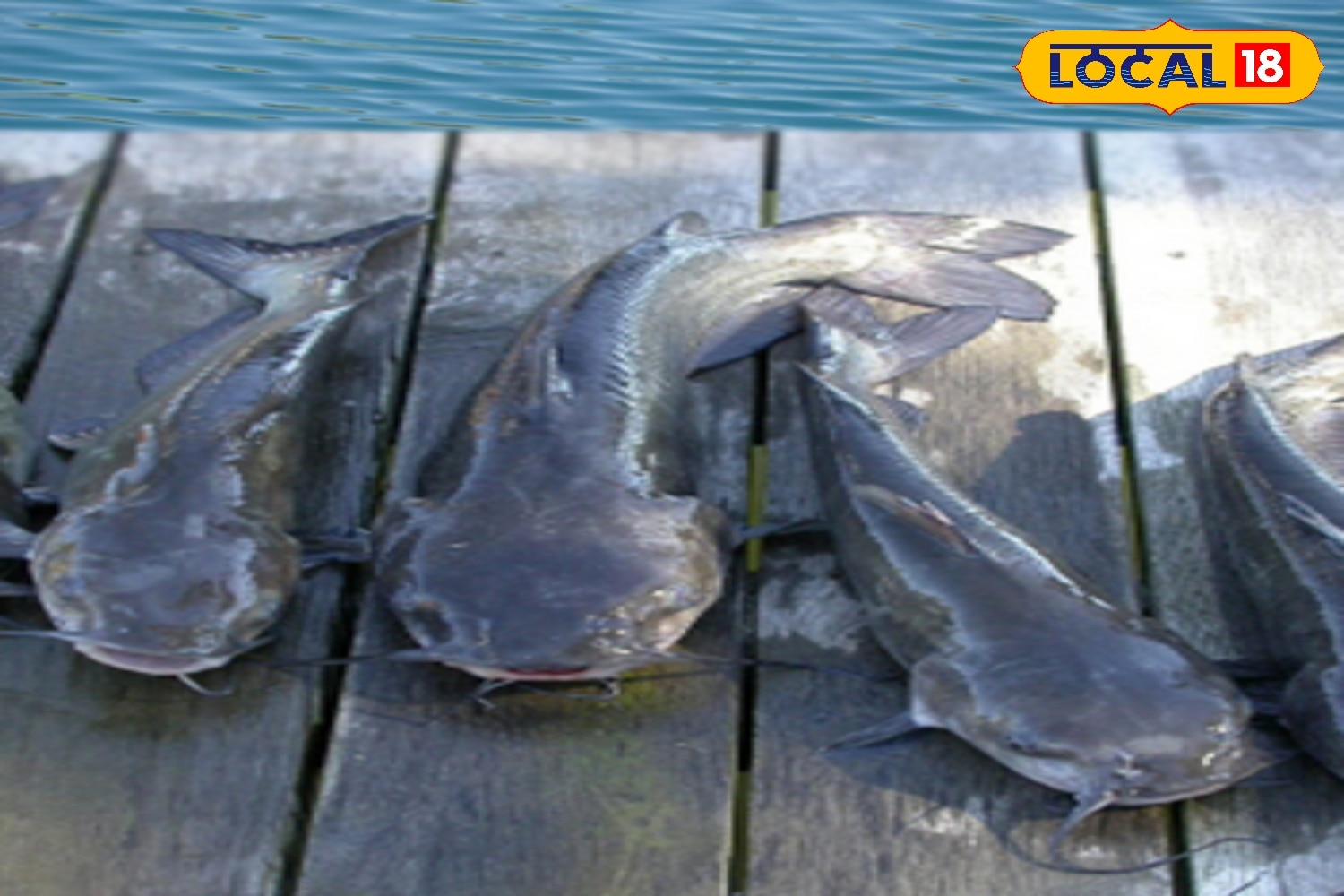 மீன் பிரியர்களே உஷார் : உயிருக்கே ஆபத்து... தப்பி தவறி கூட இந்த மீன் ...