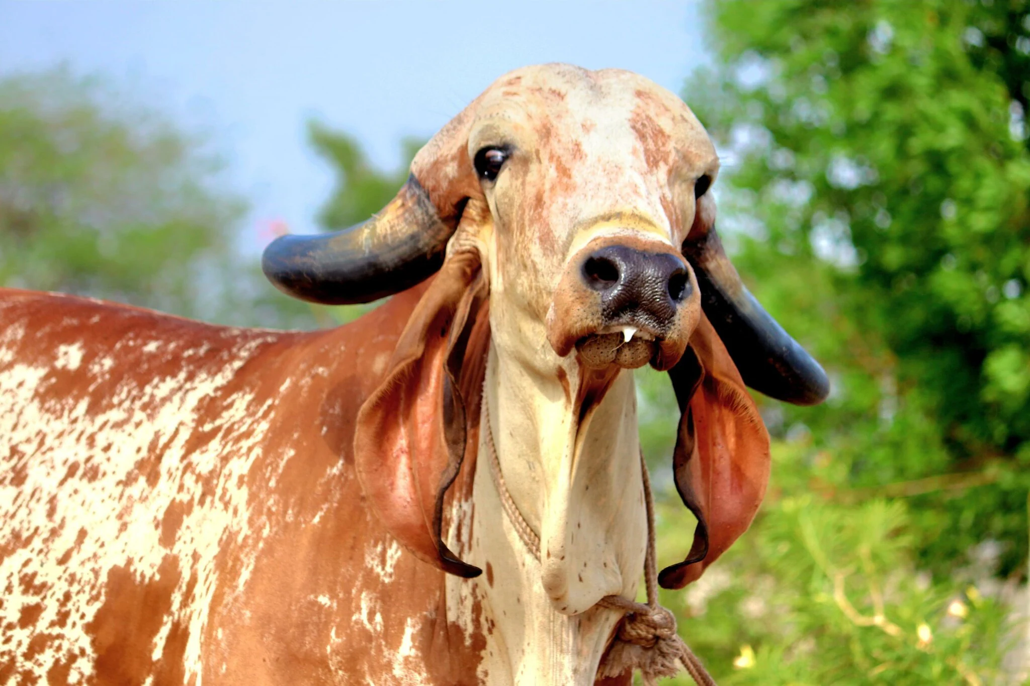 இதன் கோமியத்தில் கூட தங்கம் இருக்காம்... கிர் மாடுகளில் இவ்வளவு சிறப்பா...