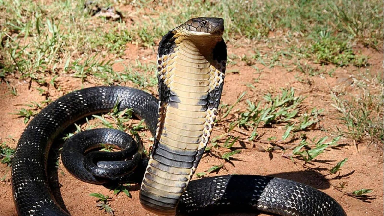 King Cobra dies after bite : பாம்பு பிடிப்பவரை கடித்த ராஜநாகம் மரணம் ...