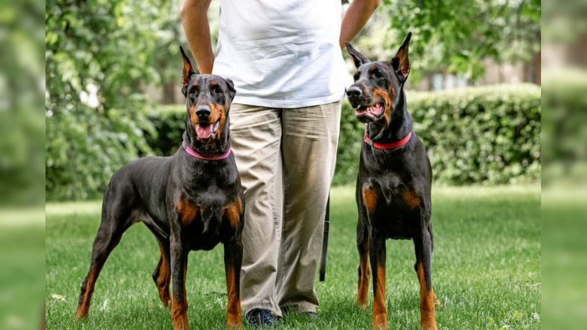 ஜெர்மன் ஷெப்பர்ட் முதல் ராட் வீலர் வரை... உங்கள் குடும்பத்தை ...