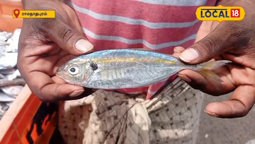 இதயத்தை சுறுசுறுப்பாக வைக்கும் சூரை மீன் - கானாங்கெளுத்தி வகையை சேர்ந்த ...