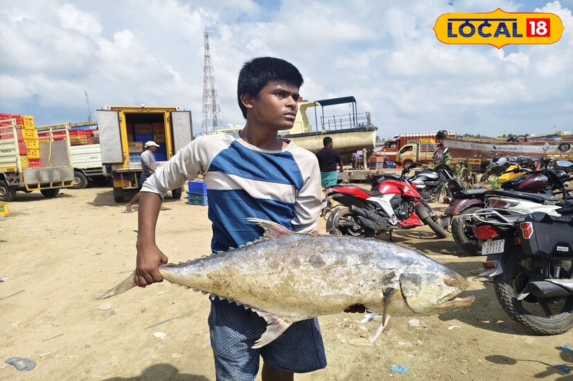 Katta Fish: "விலை குறைவு - ருசி அதிகம்" - மீன் பிரியர்கள் அதிகம் ...