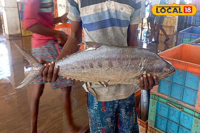Katta Fish: "விலை குறைவு - ருசி அதிகம்" - மீன் பிரியர்கள் அதிகம் ...