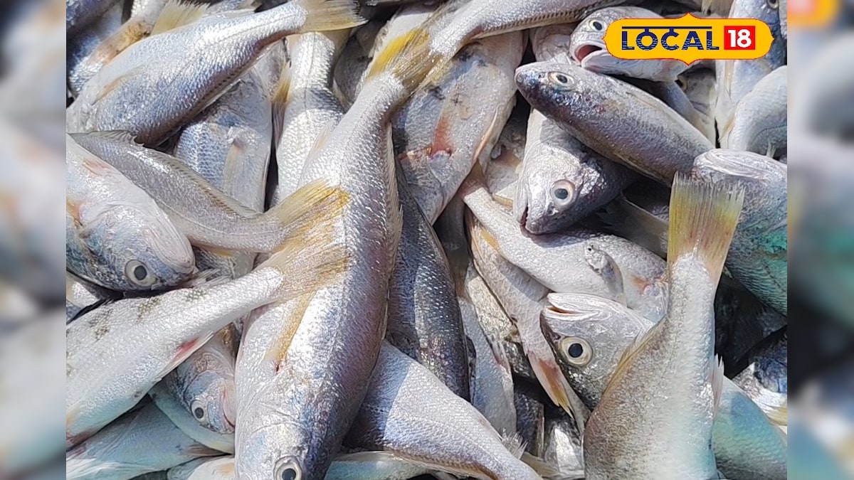 கருவாட்டிற்கு அதிக ருசி கொண்ட கத்தாழை மீன்... விலையை போலவே மருத்துவ ...