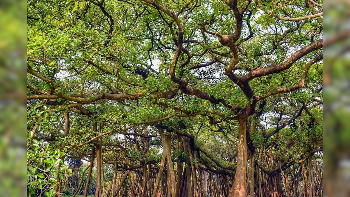 National Tree of India: ஆலமரமா? அரசமரமா?.. இந்தியாவின் தேசிய மரம் எது ...