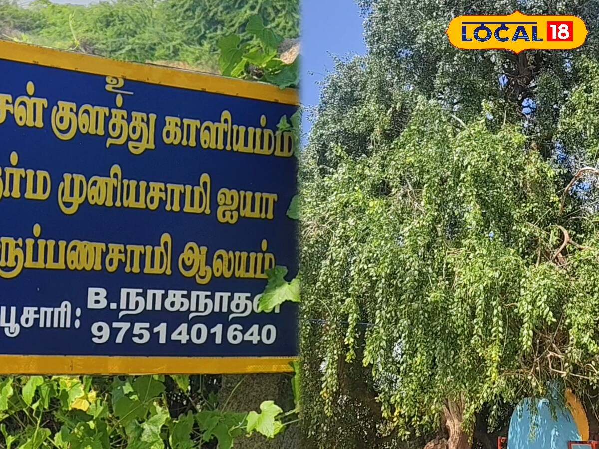 Vilva Tree: 200 ஆண்டுகளாக வாழும் மரம்... மரத்தினை மட்டும் வழிபடும் ...