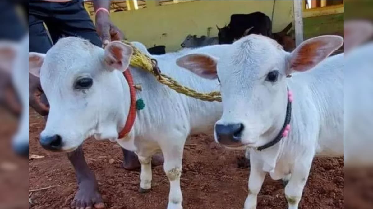 உலகின் 7 சிறிய மாடு இனங்கள் பற்றி உங்களுக்கு தெரியுமா?