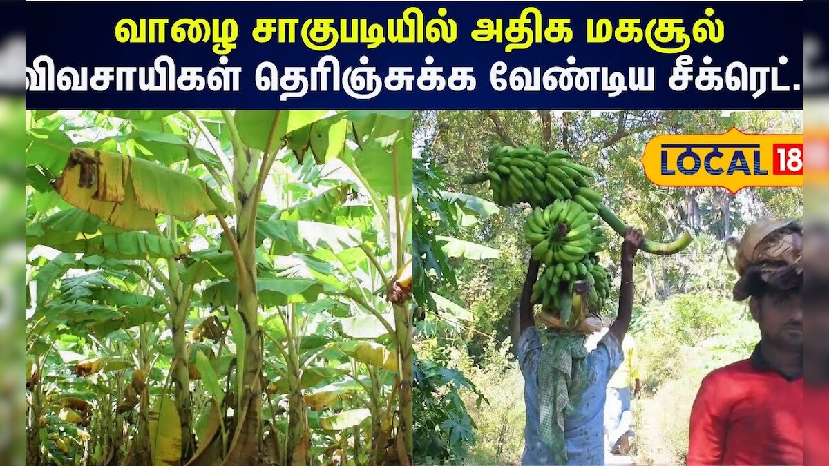 Bannana: வாழை சாகுபடியில் அதிக மகசூல்... விவசாயிகள் தெரிஞ்சுக்க வேண்டிய ...