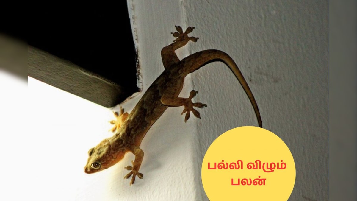 Palli vilum palan: பல்லி உடலில் எங்கே விழுந்தால், என்ன பலன்? அவசியம் ...