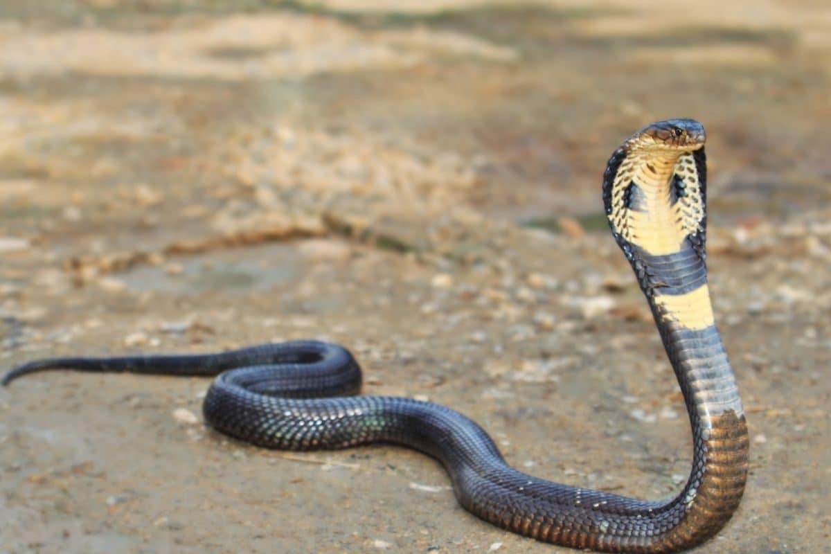 How to survive a snake bite | News Minimalist