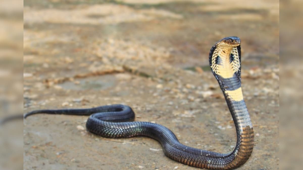 King Cobra Bite | பாம்பு கடித்தாலும் கூட ஒருவரால் உயிர் பிழைக்க ...