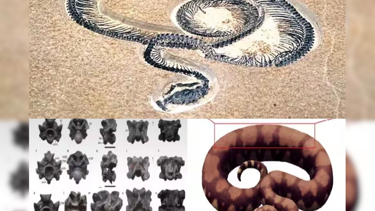 Vasuki Indicus: 49 அடி உயரம்.. 1000 கிலோ எடை.. உலகின் மிகப்பெரிய ...
