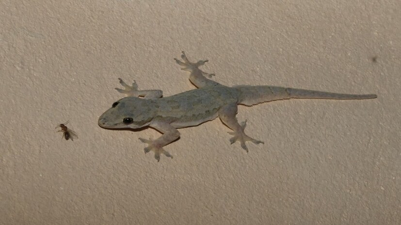 Lizard vastu | கவுளி கத்தினால் நல்லதா? பல்லி சகுனம் சொல்லுமா ...