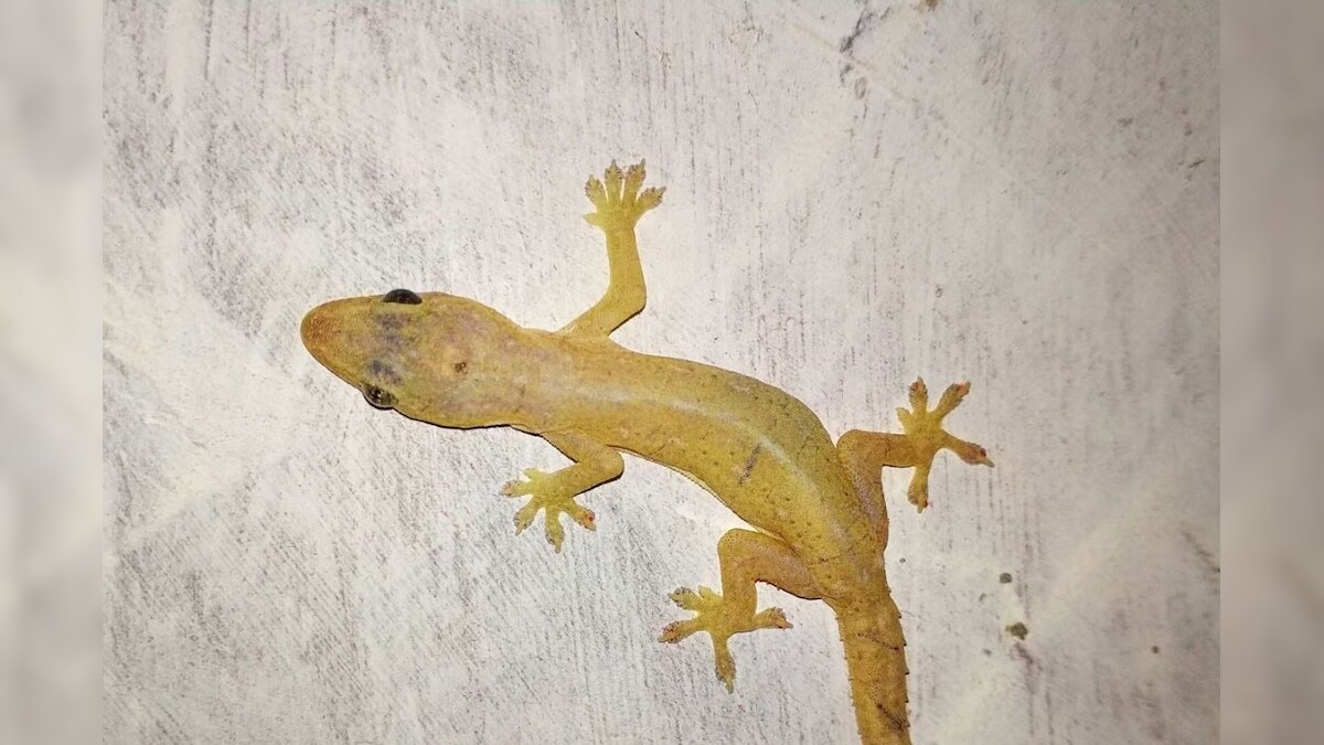 Lizard vastu | வீட்டில் பல்லி இருப்பது நல்லதா கெட்டதா? அவசியம் ...