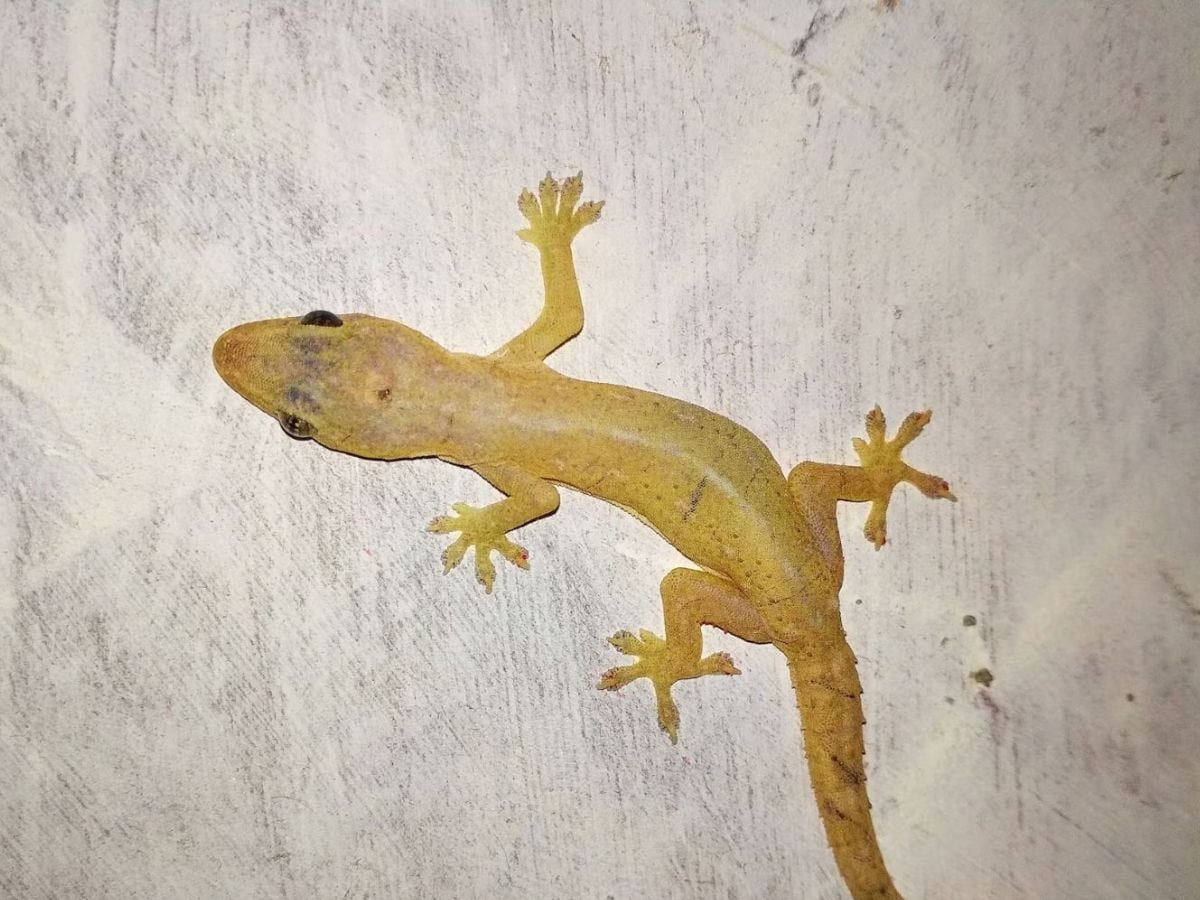 Lizard vastu | வீட்டில் பல்லி இருப்பது நல்லதா கெட்டதா? அவசியம் ...