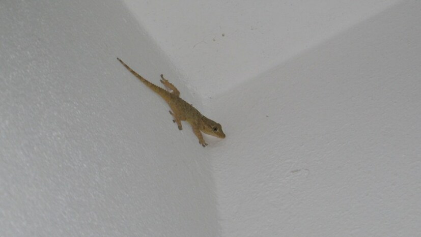 Lizard vastu | கவுளி கத்தினால் நல்லதா? பல்லி சகுனம் சொல்லுமா ...