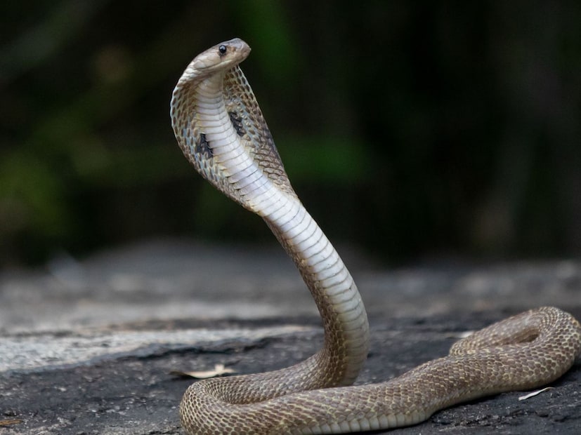 Snake Bite Death Compensation: పాము కాటుతో మరణిస్తే.. ప్రభుత్వం ఎంత ...