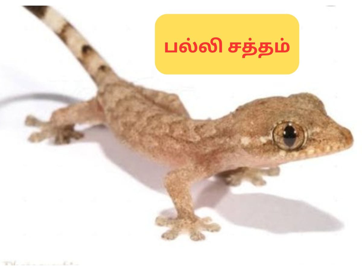 Lizard vastu | கவுளி கத்தினால் நல்லதா? பல்லி சகுனம் சொல்லுமா ...