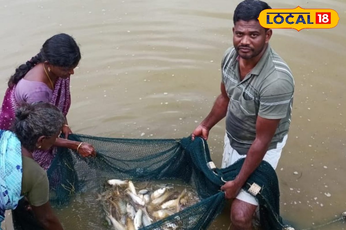 Puducherry farmer integrates fish farming into paddy fields | News ...