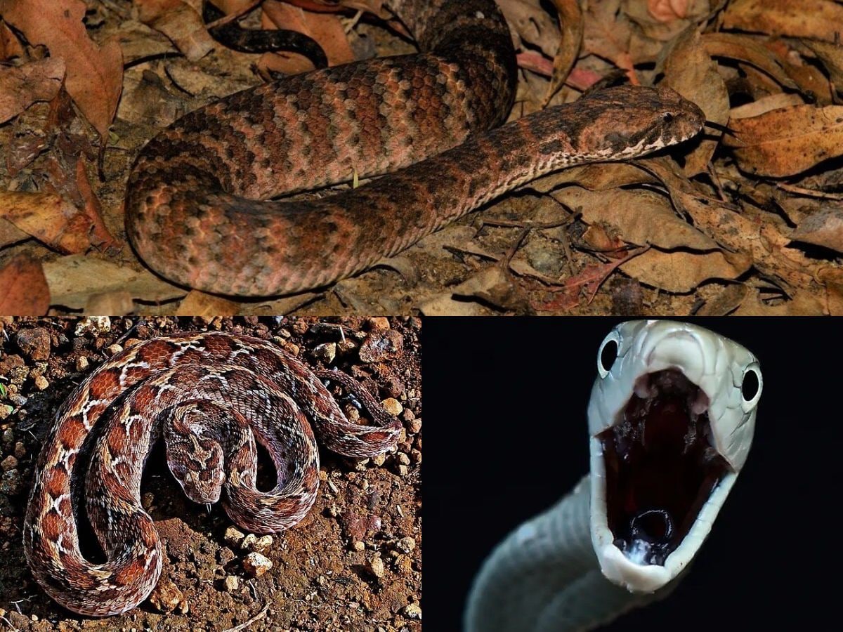 Snake | ஒரே கடியில் 100 பேரை கொல்லும்.. உலகிலேயே மிகவும் விஷமுள்ள 10 ...