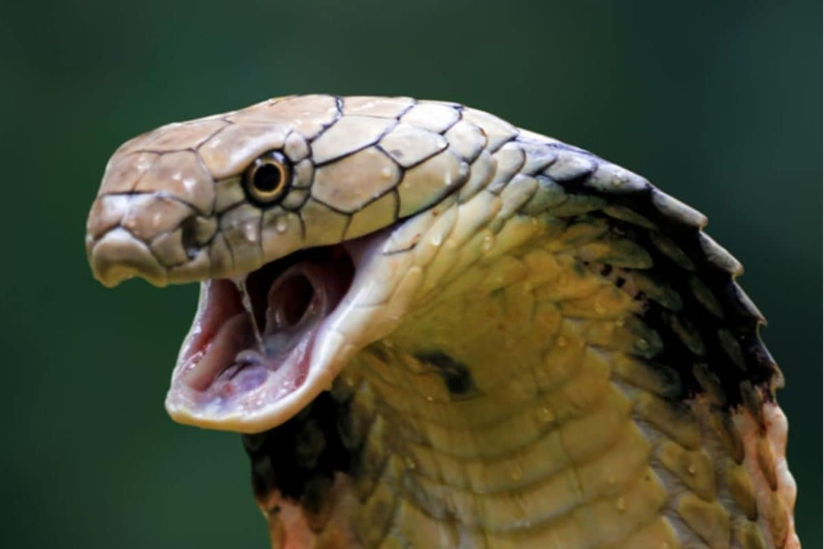 Kerala has the most snake species in India | News Minimalist