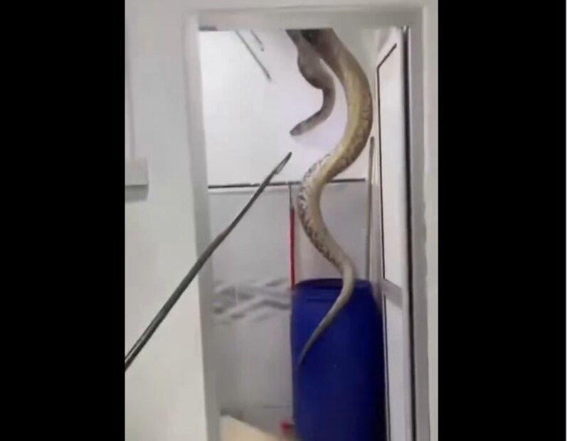 Snake | 60 கிலோ எடை.. வீட்டிற்குள் புகுந்த ராட்சத மலைப் பாம்பு.. வீடியோ ...