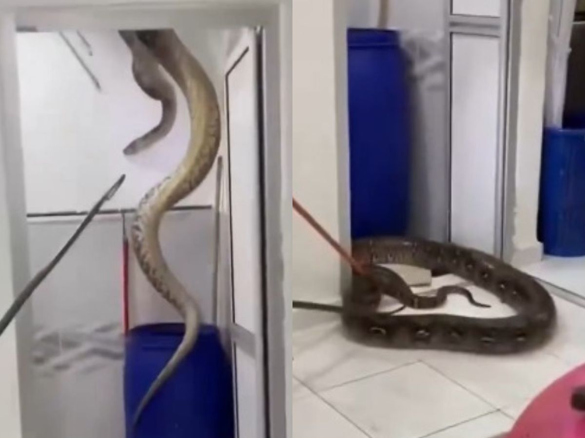 Snake | 60 கிலோ எடை.. வீட்டிற்குள் புகுந்த ராட்சத மலைப் பாம்பு.. வீடியோ ...