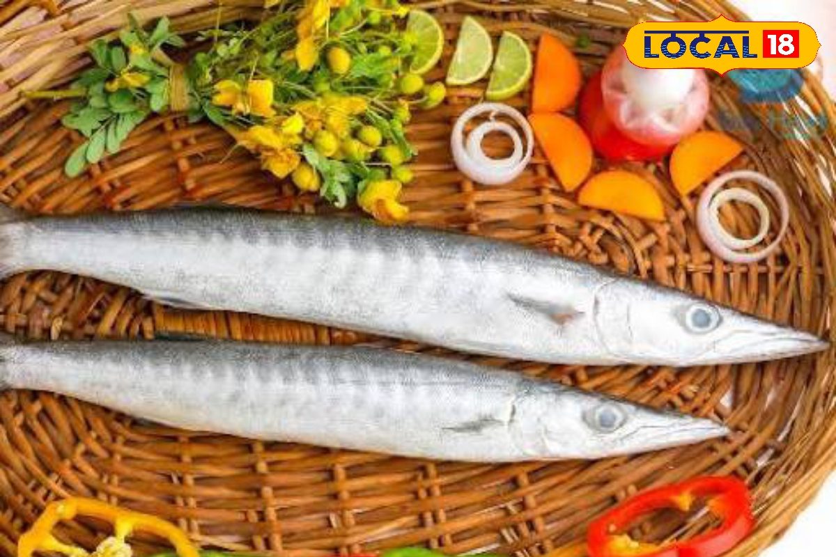 Banded barracuda, a nutritious fish caught at night in the Indian Ocean ...
