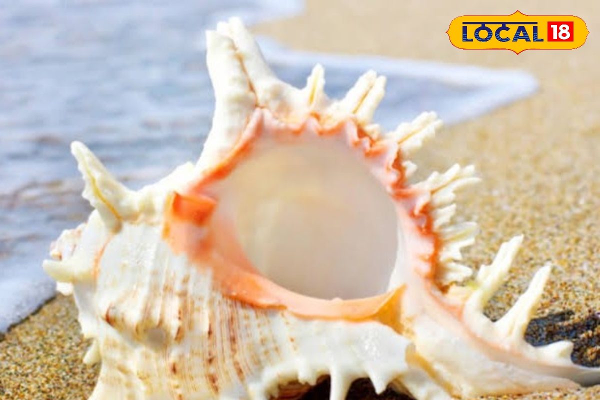 Why seashells sound like the ocean | News Minimalist